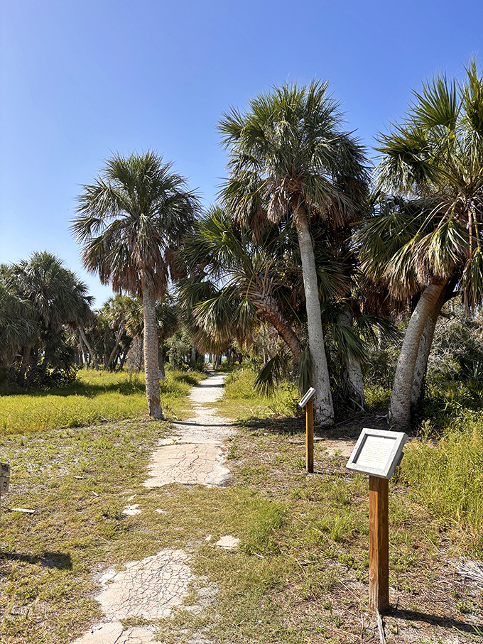 A sandy trail winds through a cathedral of palm trees, nature's corridor inviting exploration of Florida's wild side.