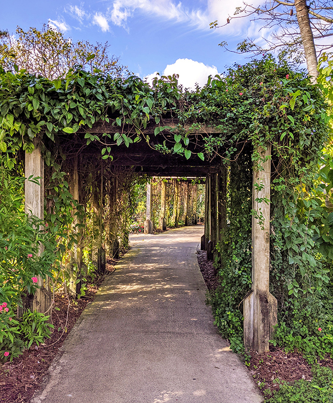 Nature's pergola &ndash; this vine-covered walkway offers dappled shade and the distinct feeling you've wandered into a secret garden.