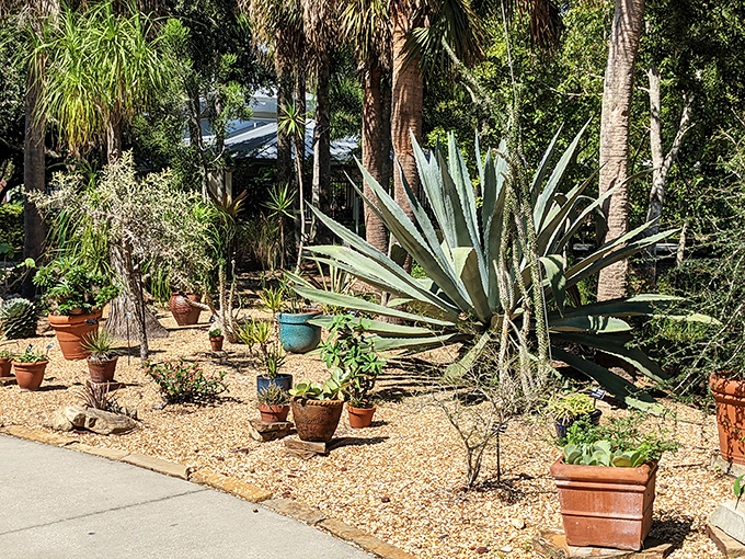 Desert meets tropics in this xeriscape garden, where spiky sentinels stand guard like botanical bouncers at nature's exclusive club.