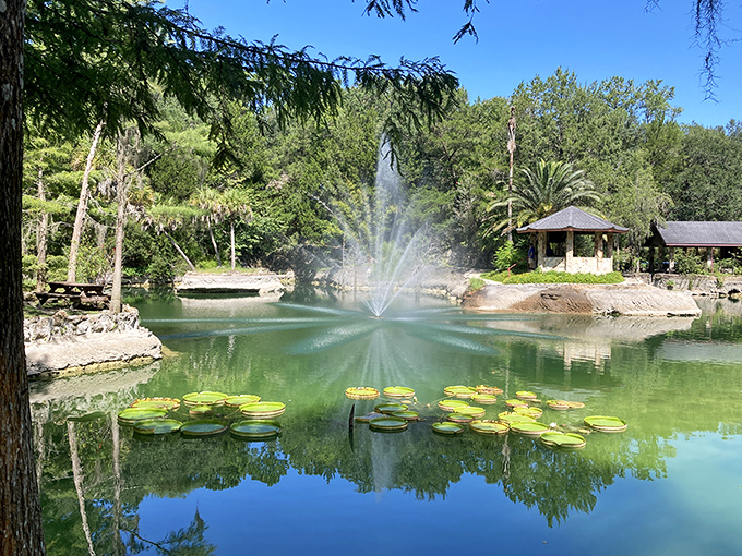 The central pond serves as nature's mirror, doubling the beauty with reflections that rival the real thing.