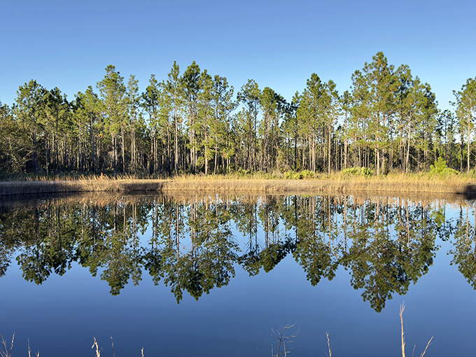 Mirror, mirror in the wild – pine sentinels admire their reflection in waters undisturbed by the outside world's chaos.
