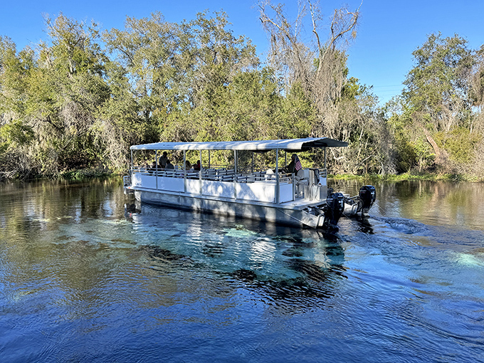 Drifting through liquid crystal &ndash; this riverboat cruise transforms ordinary sightseeing into an extraordinary journey through Florida's natural kaleidoscope.