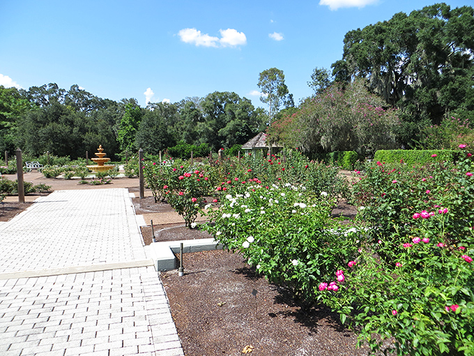 The rose garden unfurls its petaled treasures in a symphony of colors that would make even a rainbow jealous.