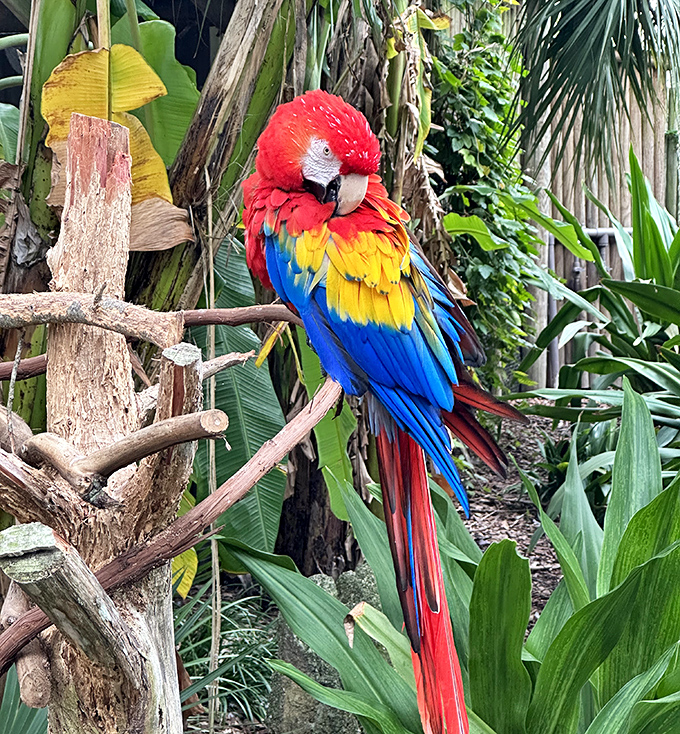Nature's living rainbow! This scarlet macaw showcases colors so vibrant they'd make a sunset jealous &ndash; just one of many exotic birds calling the park home.