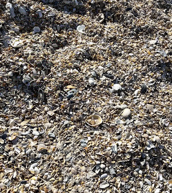 Nature's jewelry box spilled open&mdash;each shell at Mickler's Landing tells a story of life beneath the waves.