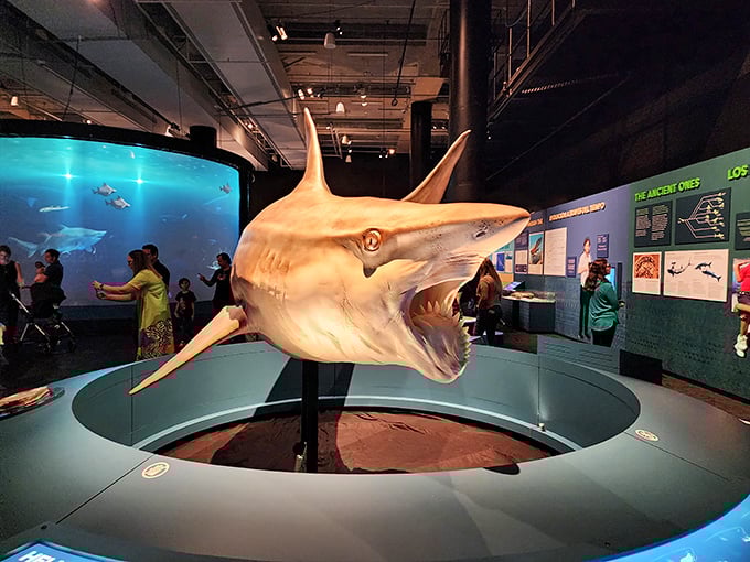 Face-to-face with the ocean's most efficient predator &ndash; this hammerhead exhibit brings you closer than most would dare in the wild.
