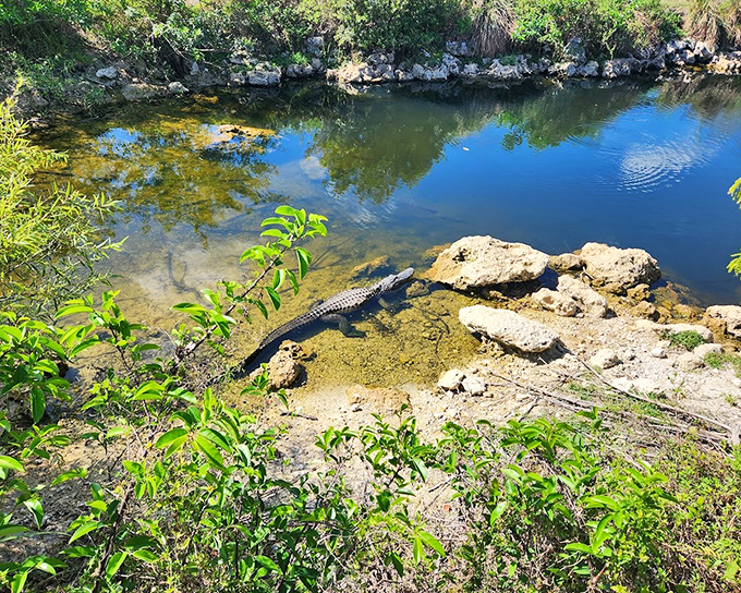"Just catching some rays," thinks this prehistoric sunbather, completely unbothered by your presence in his living room.