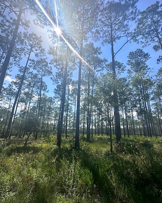 Sunbeams pierce through the canopy like spotlights, illuminating the forest floor in a celestial light show.
