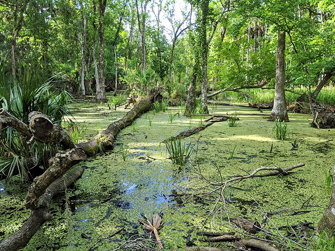 A swampy wonderland where alligators play hide and seek and cypress knees pop up like nature's own chess pieces.