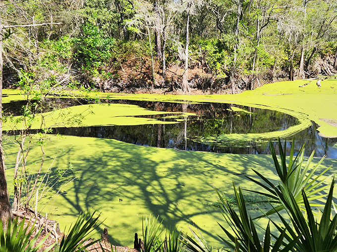 The swamp's emerald surface hides a complex ecosystem beneath, like nature's own version of a secret underground society.