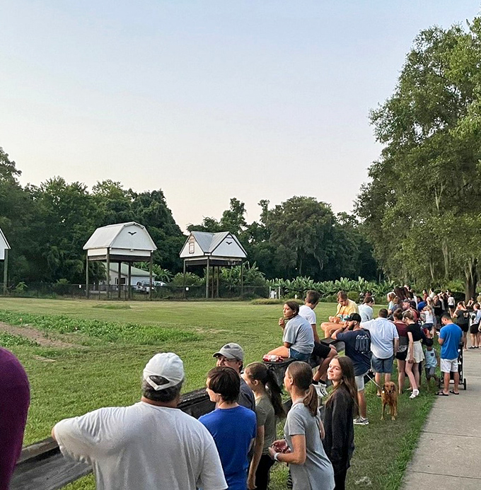 Spectators line up with anticipation, a nightly ritual where humans gather to witness one of nature's most remarkable commutes.