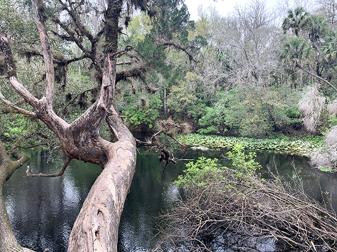 Nature's optical illusion: this twisted tree trunk seems to defy gravity, reaching over still waters like an elderly giant bending to admire its reflection.
