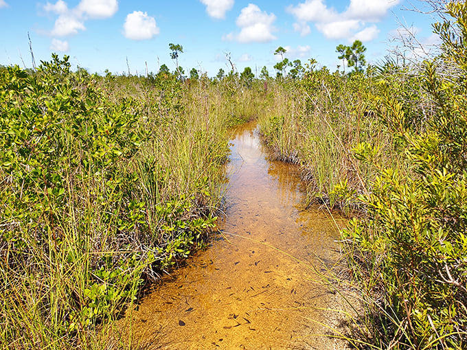 Shallow wetlands create mirror-like reflections of the sky, where tiny fish dart between grasses in nature's own infinity pool.