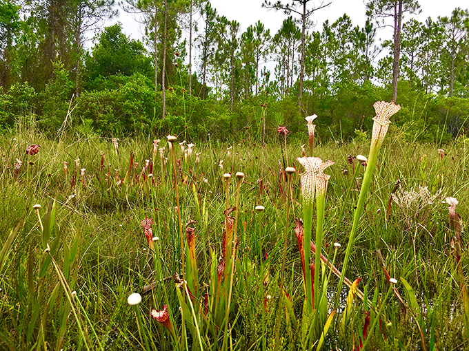 White-topped pitcher plants stand like tiny goblets raised in a toast to evolutionary ingenuity and insect doom.