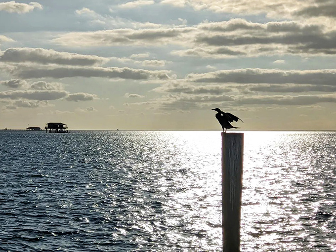 A solitary cormorant strikes a dramatic pose, wings outstretched to dry in the golden Florida sunshine.