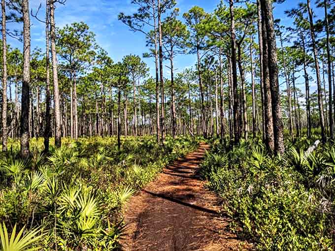 Dappled sunlight filters through towering pines, creating a natural cathedral effect along this serene woodland trail.