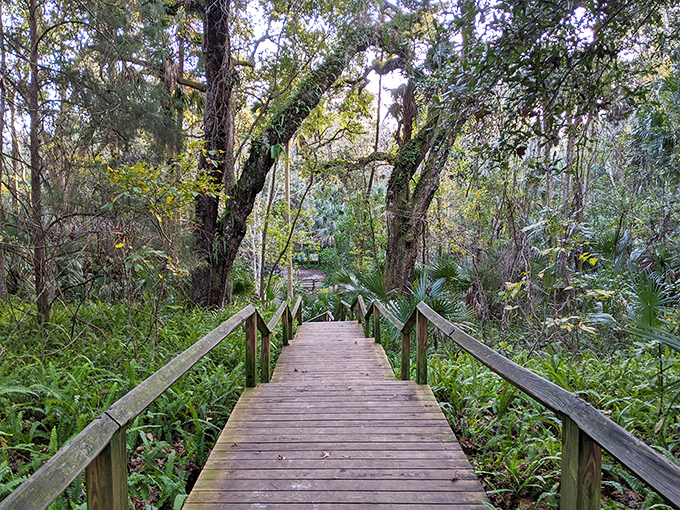Wooden pathways to paradise: The boardwalks at Kelly Park guide visitors through lush Florida wilderness to hidden spring views.