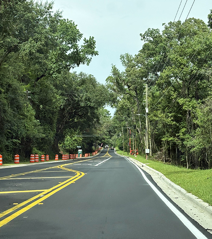 Fresh pavement meets ancient trees &ndash; this canopy road shows how modern life and nature can share the same space beautifully.