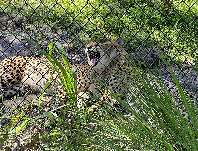 A cheetah relaxes in the shade at Central Florida Zoo, showing off its distinctive spotted coat. These big cats are among the fastest animals on Earth!