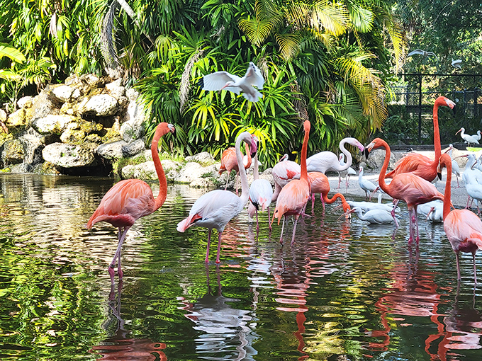 Flamingo Gardens lives up to its name with a beautiful habitat where these iconic birds wade, feed, and socialize throughout the day.