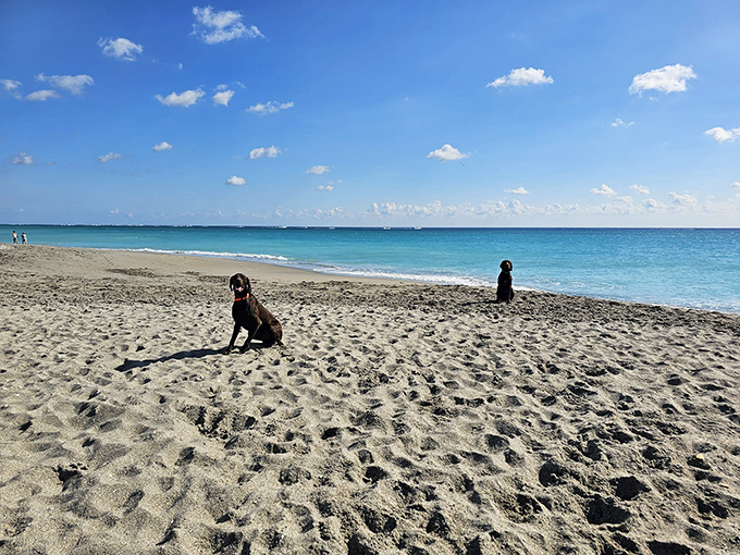 Two dogs engage in the time-honored beach tradition of the play bow, making friends faster than humans ever could at Jupiter Dog Beach.