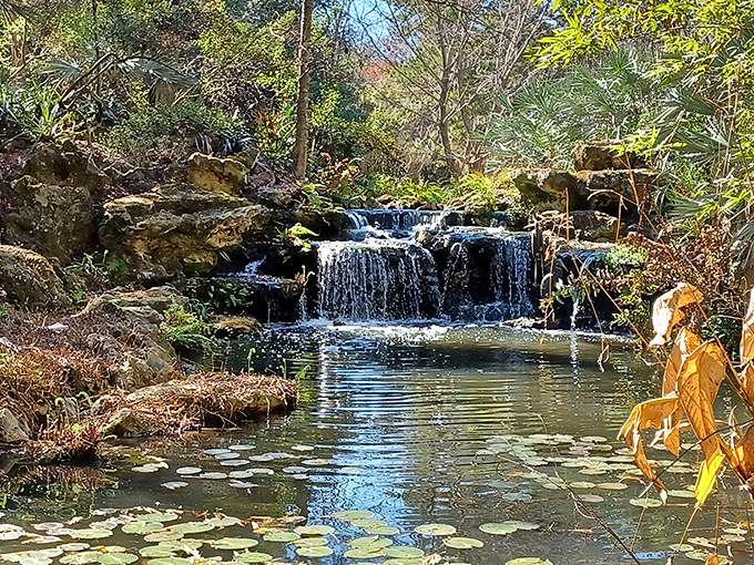 Kanapaha's hidden waterfall peeks through a curtain of lush greenery. This botanical gem offers a cool respite from Florida's famous sunshine.