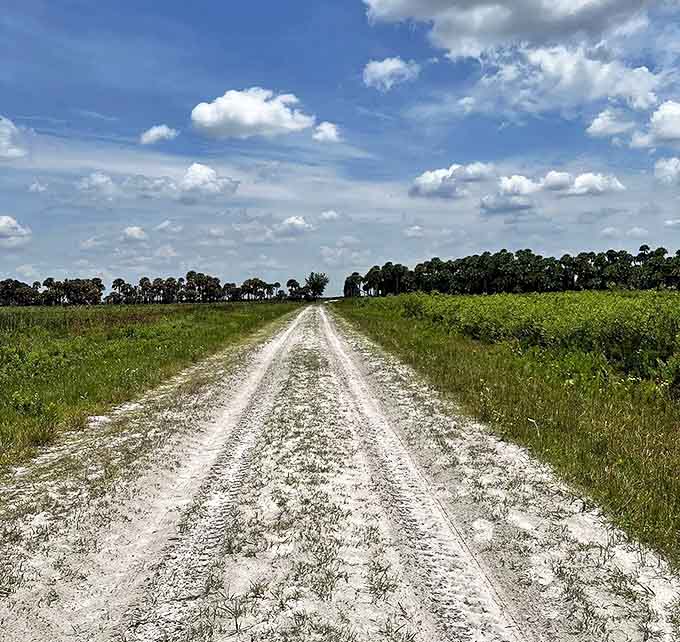 Prairie Lakes Loop offers rare panoramic views across Florida's interior, where the horizon stretches endlessly under vast blue skies.