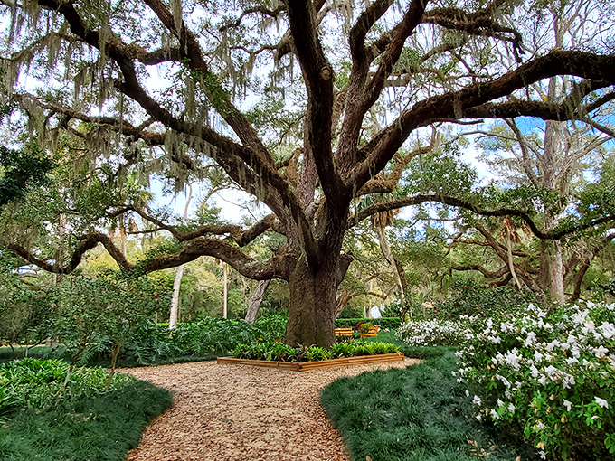 A massive oak tree spreads its branches over a carefully designed garden path at Washington Oaks Gardens State Park.