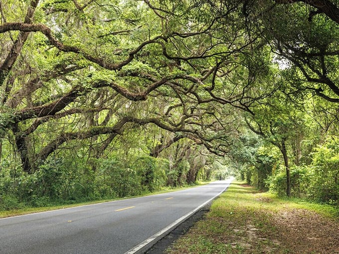Those twisted oak branches create nature's own cathedral ceiling, offering shade and wonder to every traveler passing through below.