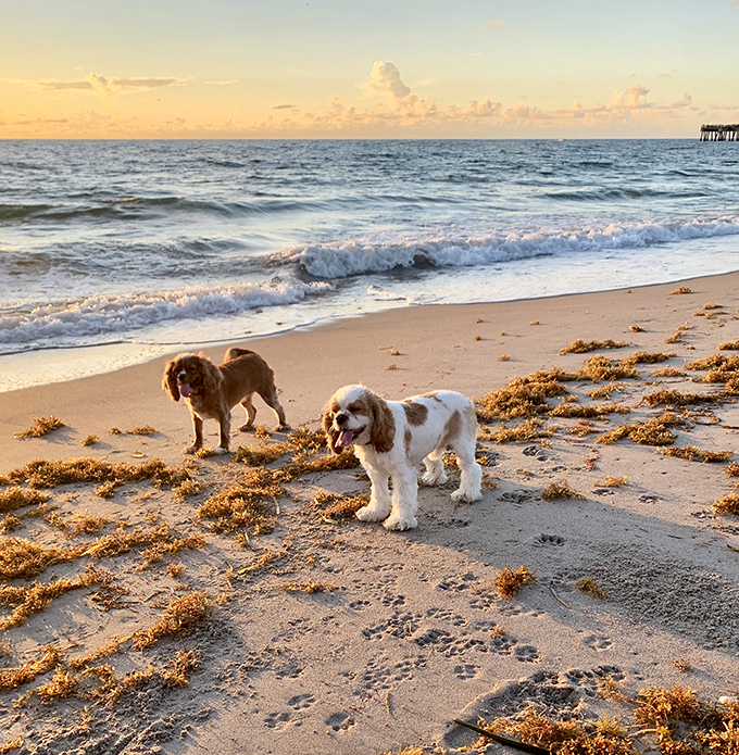 The golden hour at Jupiter Dog Beach transforms ordinary pups into silhouettes of joy against a canvas of spectacular Florida sunset.