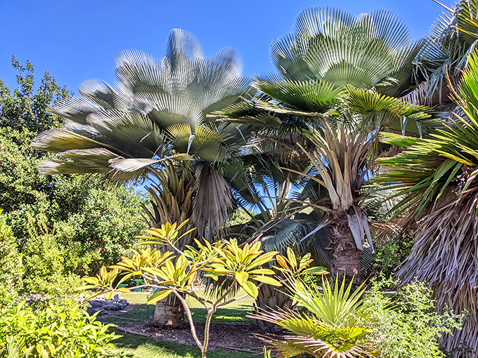 Beautiful, fan-like palms soaking up the sun at the Key West Tropical Forest & Botanical Garden! What a lovely view.