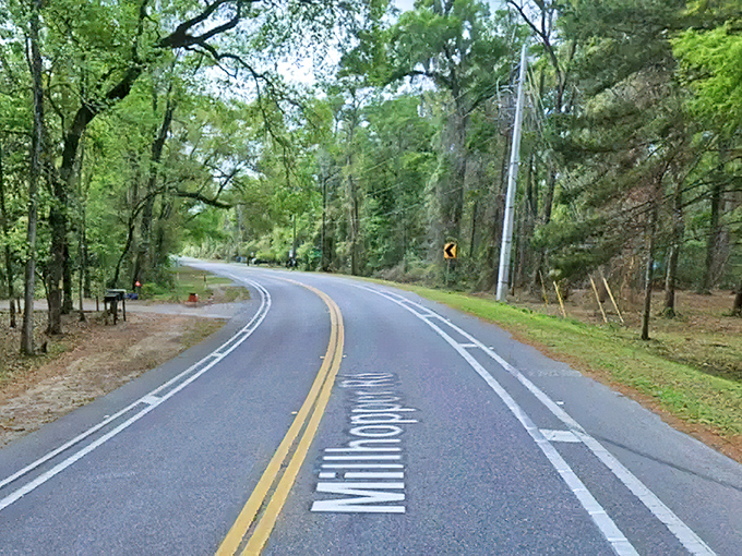 The dense canopy over Millhopper Road creates its own microclimate, where temperatures drop noticeably and birdsong fills the air year-round.