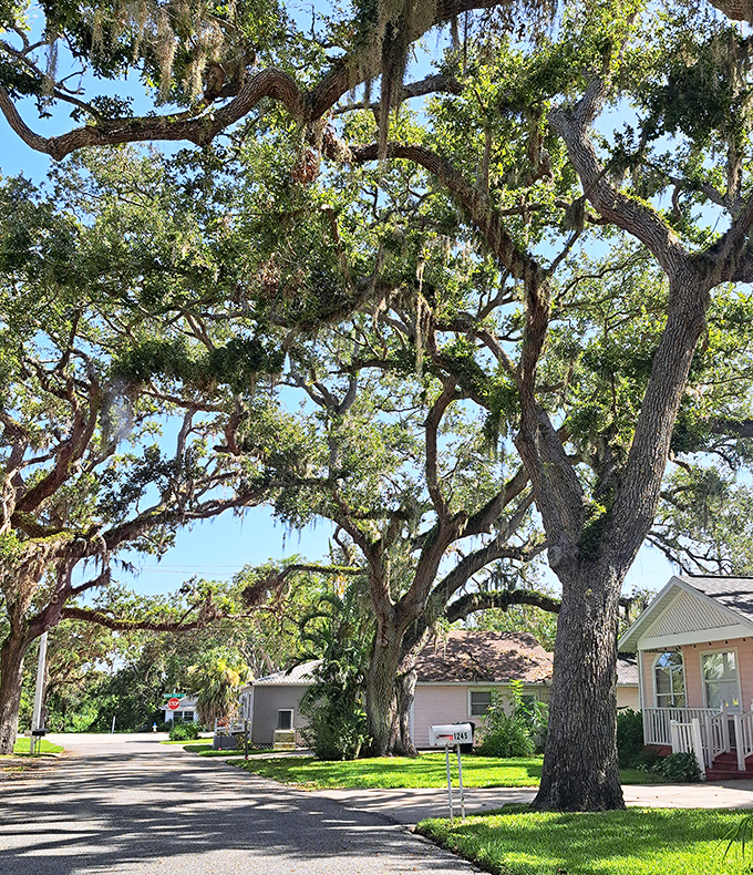 Majestic oak trees draped with Spanish moss create natural canopies over the streets of Pinecraft, the Amish community with a tropical twist.
