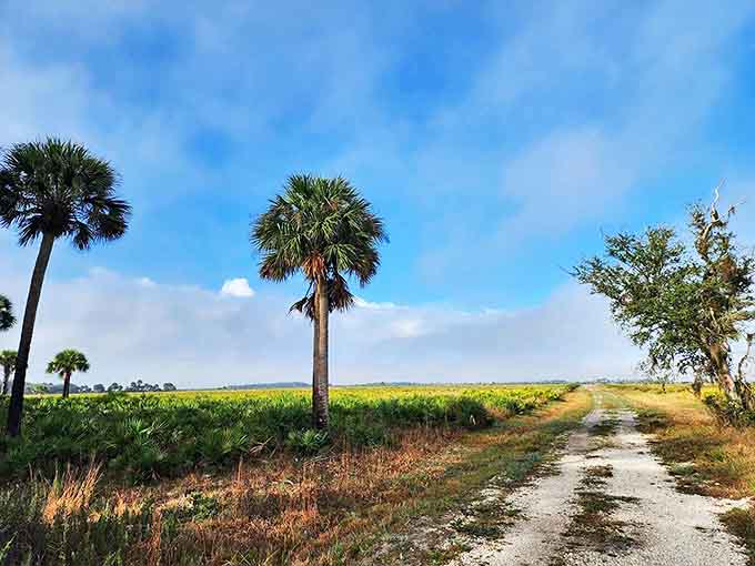 Solitary palm trees stand sentinel along Prairie Lakes Loop, marking the transition between wetlands and Florida's unique dry prairie ecosystem.