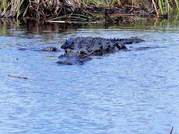 Meet the unofficial mayor of the Everglades &ndash; prehistoric, patient, and perfectly adapted to a landscape that's remained unchanged for millennia.