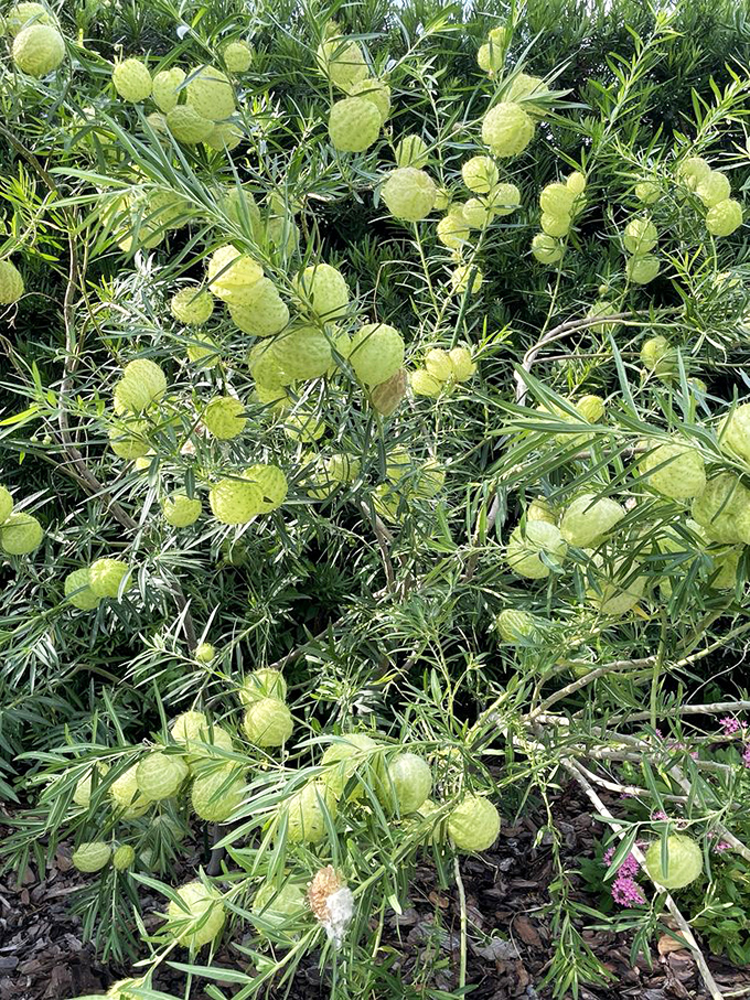 These curious balloon plants look like they're ready to float away &ndash; nature's own whimsical decorations hanging like tiny green lanterns.