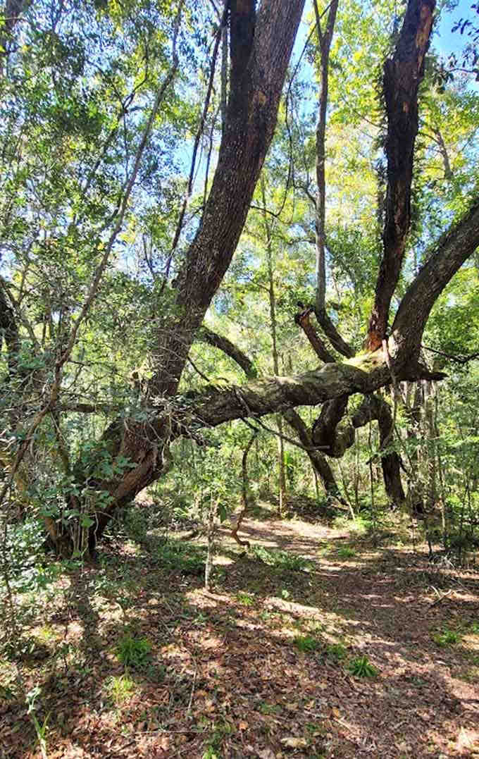 Trees here have more character than most reality TV stars, with branches that twist and turn like they're telling stories in sign language.