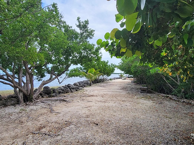 Sunlight filters through sea grape leaves along this coastal path, where the boundary between land and sea blurs with each gentle wave.