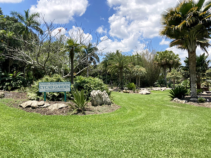 The Cycad Garden showcases prehistoric plants that dinosaurs once munched on, surviving millions of years only to be photographed by tourists in cargo shorts.