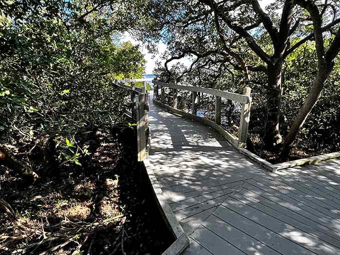 The boardwalk threads through twisted trees and dappled light, proving that the journey really is just as good as the destination.