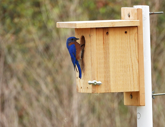 Home sweet home! An Eastern Bluebird inspects its wooden residence, proving good real estate exists even in wild Florida.