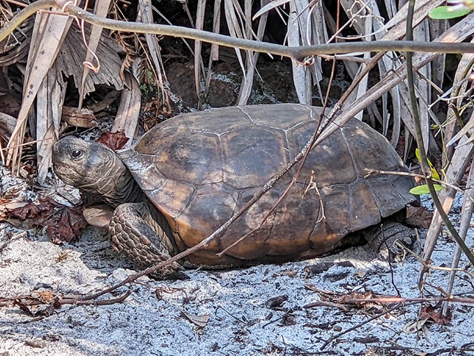 Meet the neighborhood landlord: a gopher tortoise pauses mid-journey, its ancient eyes having witnessed Florida's wild history unfold.