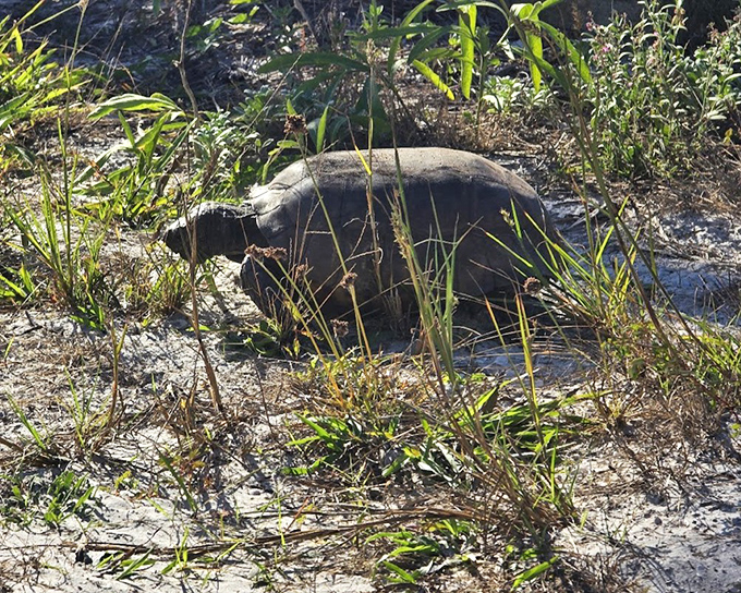 Nature's original Florida resident, the gopher tortoise takes life at its own pace, a reminder that island time isn't just a state of mind.