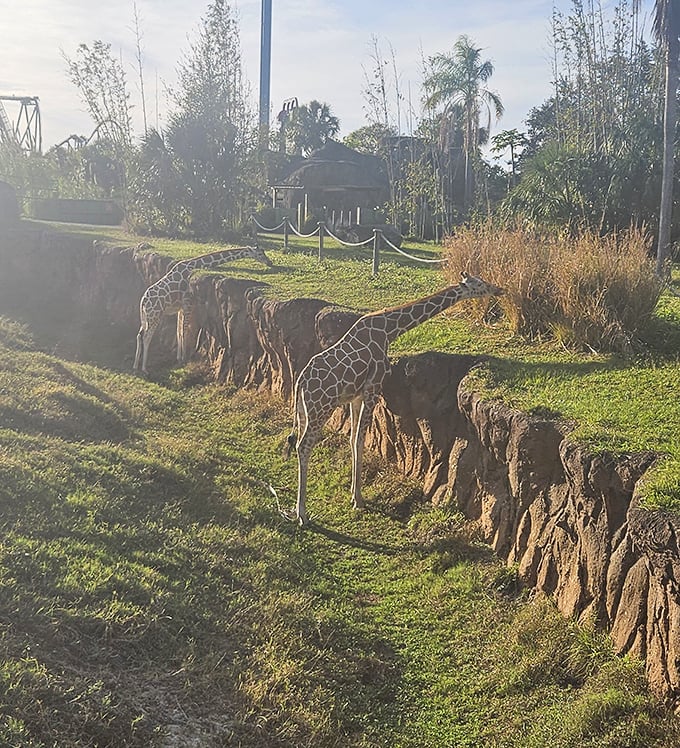 The safari's thoughtful habitat design creates natural transitions between spaces, allowing animals to roam with purpose and visitors to observe respectfully.