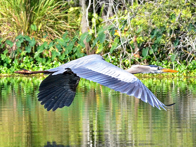 A great blue heron glides majestically over reflective waters, demonstrating the kind of grace we humans can only achieve after several yoga classes.