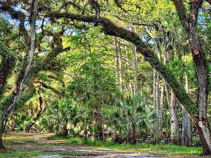 Nature's green cathedral &ndash; where oak branches form perfect arches and sunlight plays hide-and-seek through ancient leaves.
