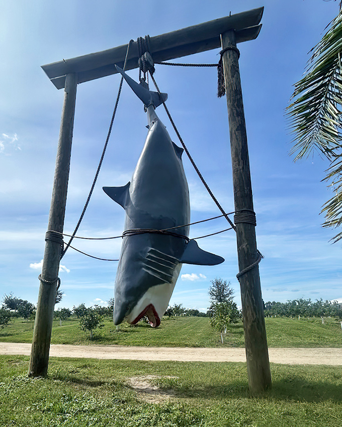Nothing says "authentic Florida experience" quite like a massive shark hanging from wooden posts in the middle of an orange grove.