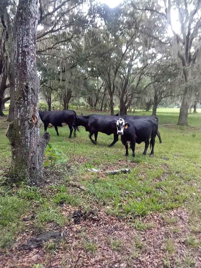 These cattle grazing under ancient oaks are living their best life, completely unbothered by passing visitors and serving as a reminder that Florida wasn't always about beaches and theme parks.