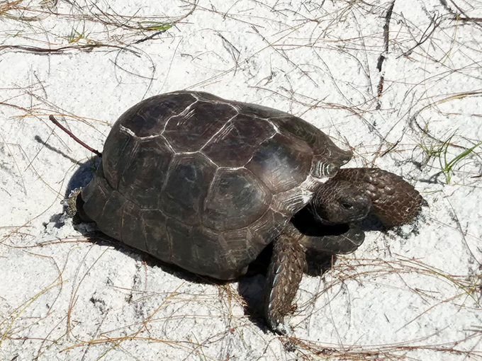 Loggerhead Sea Turtle Ancient mariner on a mission &ndash; this protected beach resident moves with the determination of someone who's seen it all.