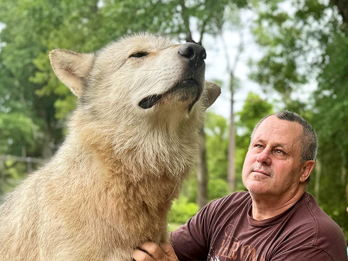 The bond between handler and wolf speaks volumes about years of mutual respect and understanding, transcending the human-animal divide.
